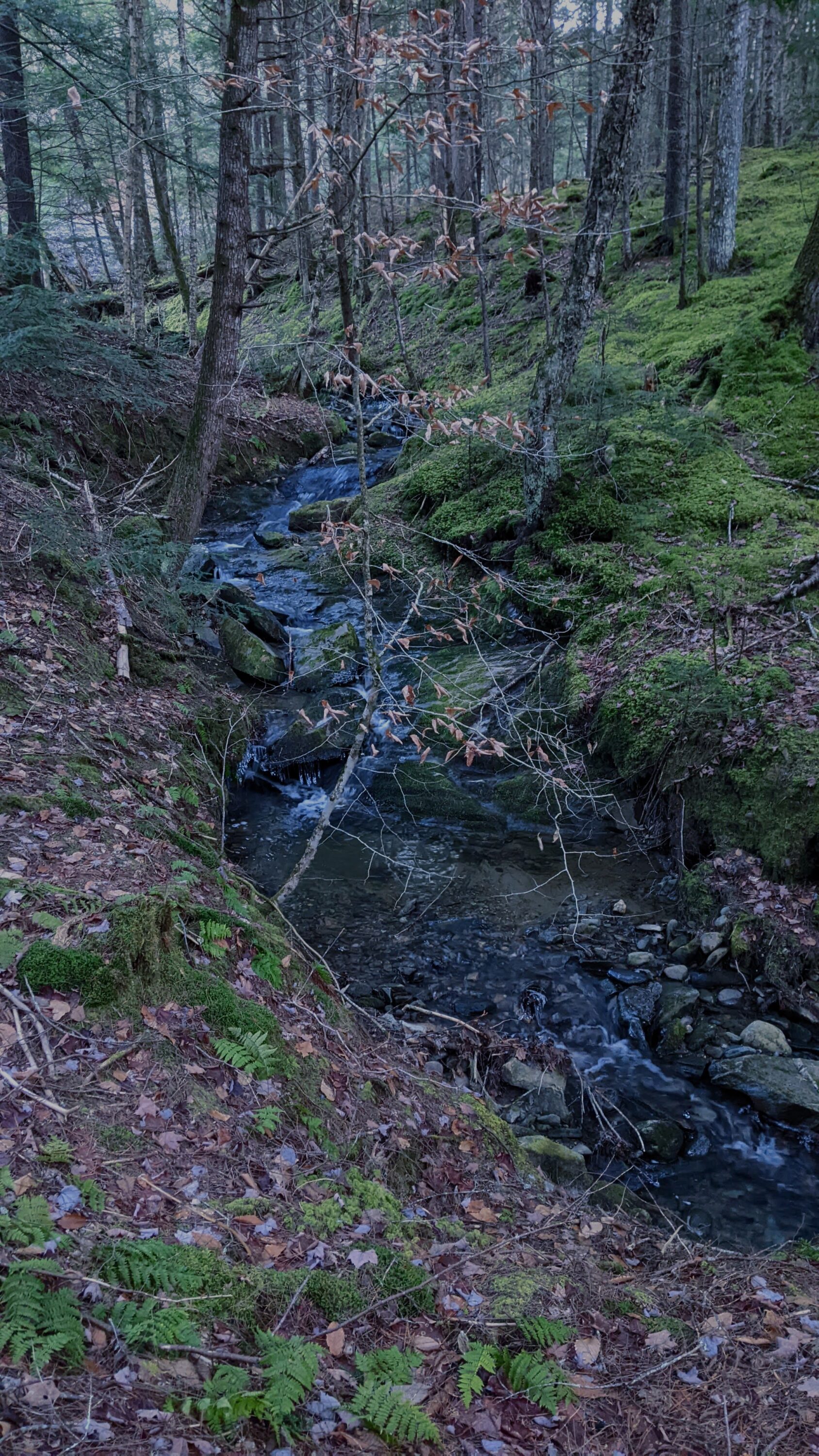 Coming Soon: Big Trucks, Mossy Canyons, and a Covered Bridge