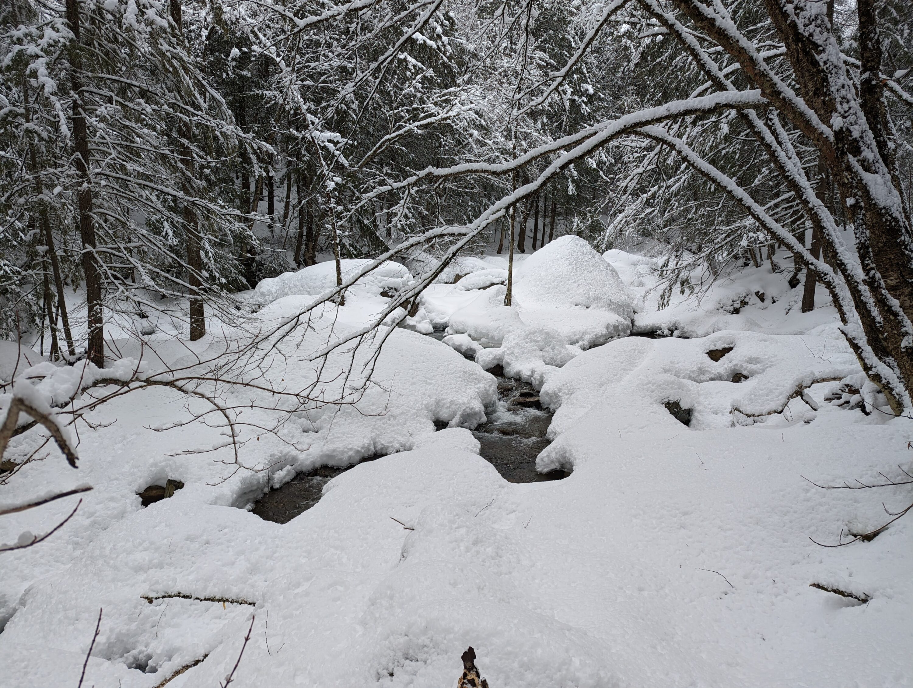 What do fish do in the winter?