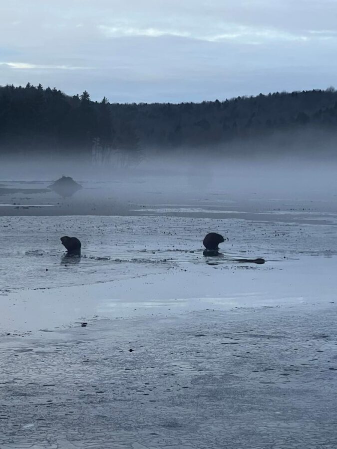 How to Build a Beaver Lodge