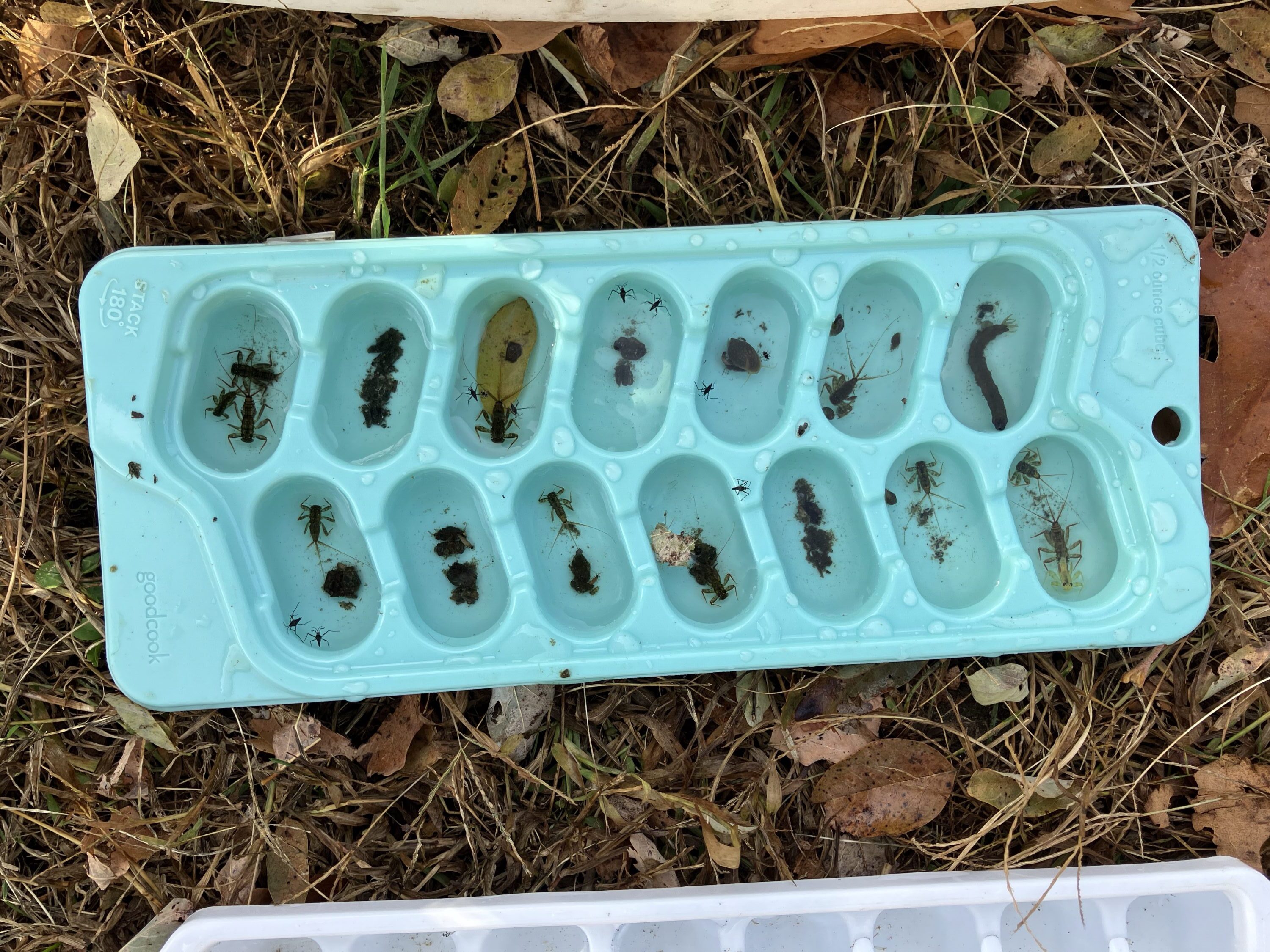 Macroinvertebrates 101